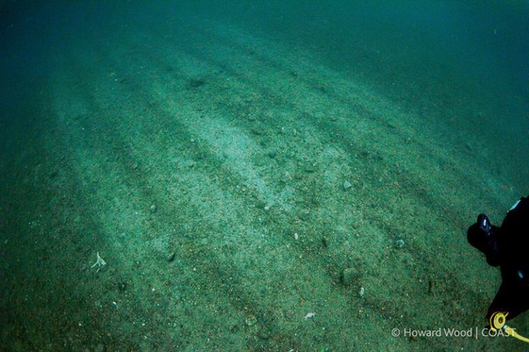 Dredge marks clearly visible on ocean floor - Transform Bottom Trawling